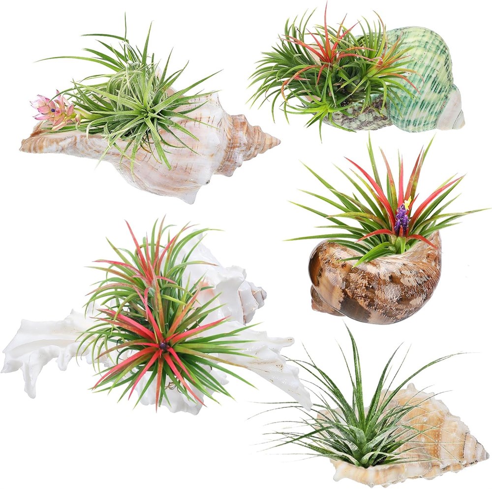 Dollar.Bid - Biggun 5 Pack Conch Sea Shell Air Plant Holder-Natural ...